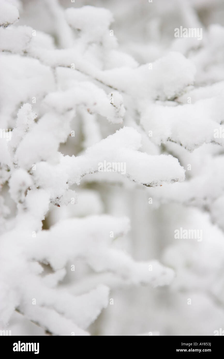 Snow covered twigs Stock Photo - Alamy