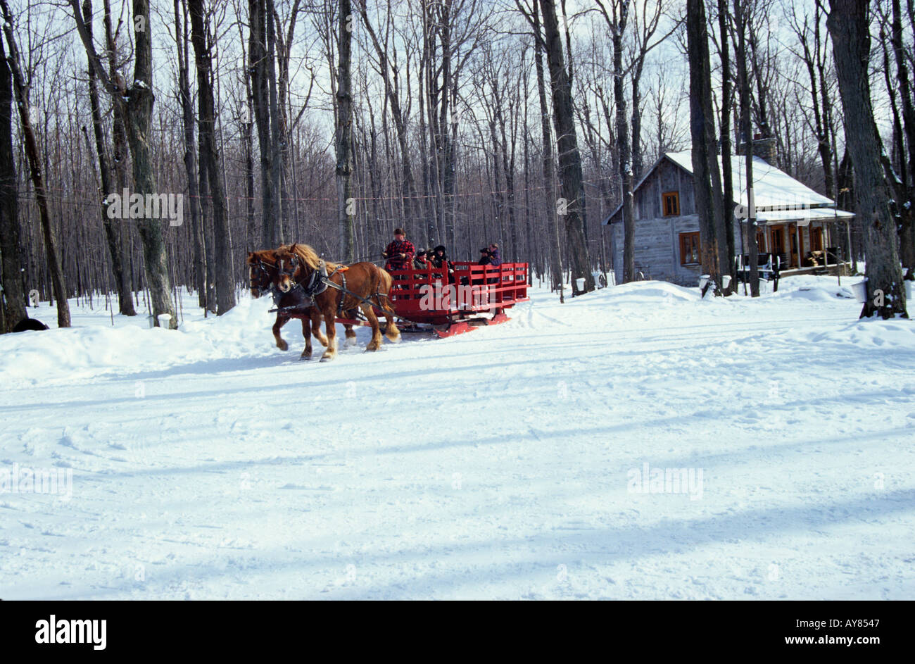 Horse drawn sleigh ride hi-res stock photography and images - Alamy