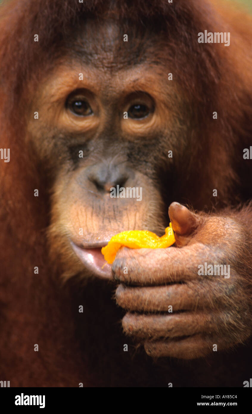 Orang Outang eating fruit in Singapore Zoo Stock Photo - Alamy