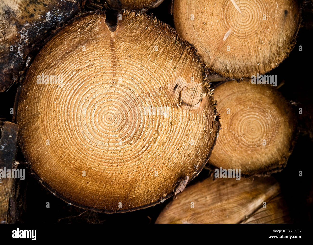Sawn logs displaying tree growth rings Stock Photo - Alamy