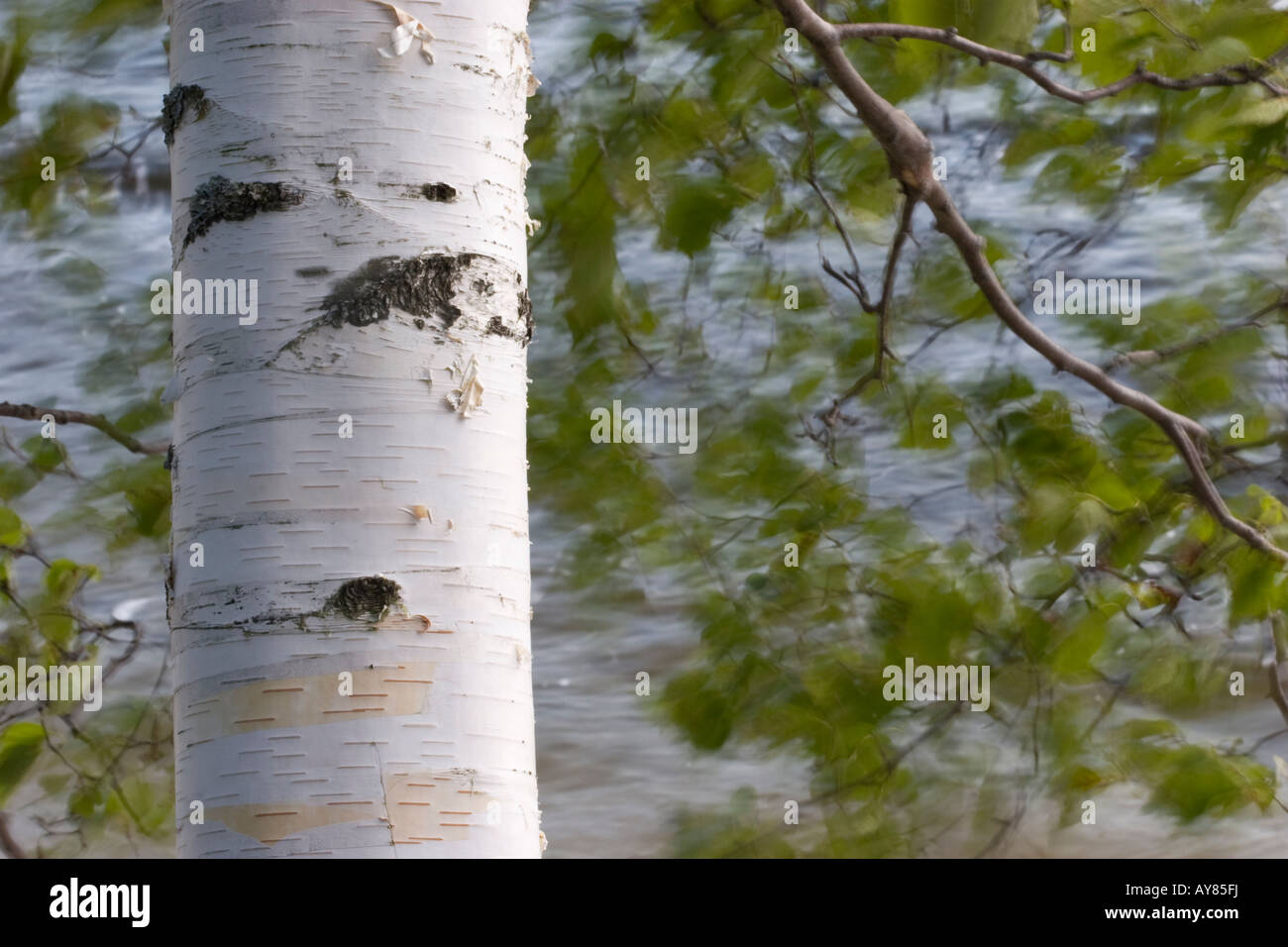 Closeup of a white birch tree in a high wind: trunk motionless, leaves ...