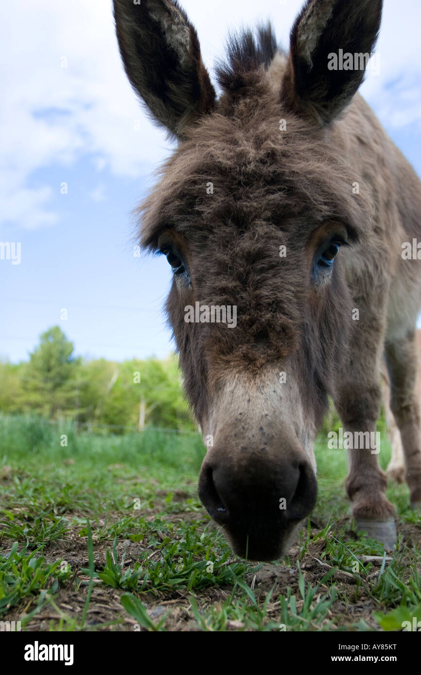 Very gentle donkey hi-res stock photography and images - Alamy