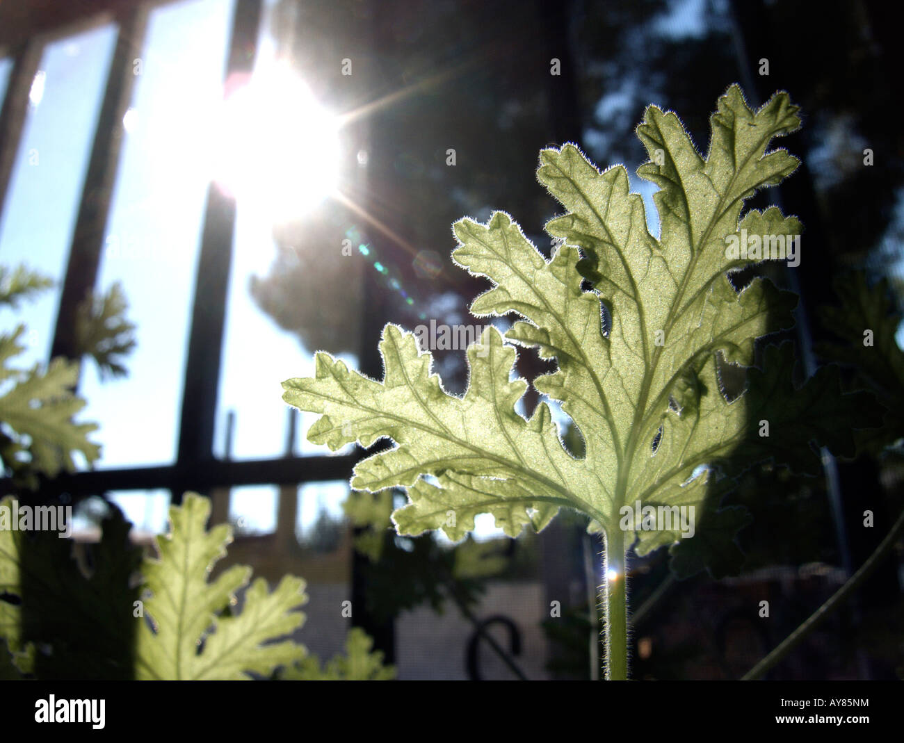 Lemon geranium Pelargonium crispum in a window Stock Photo - Alamy