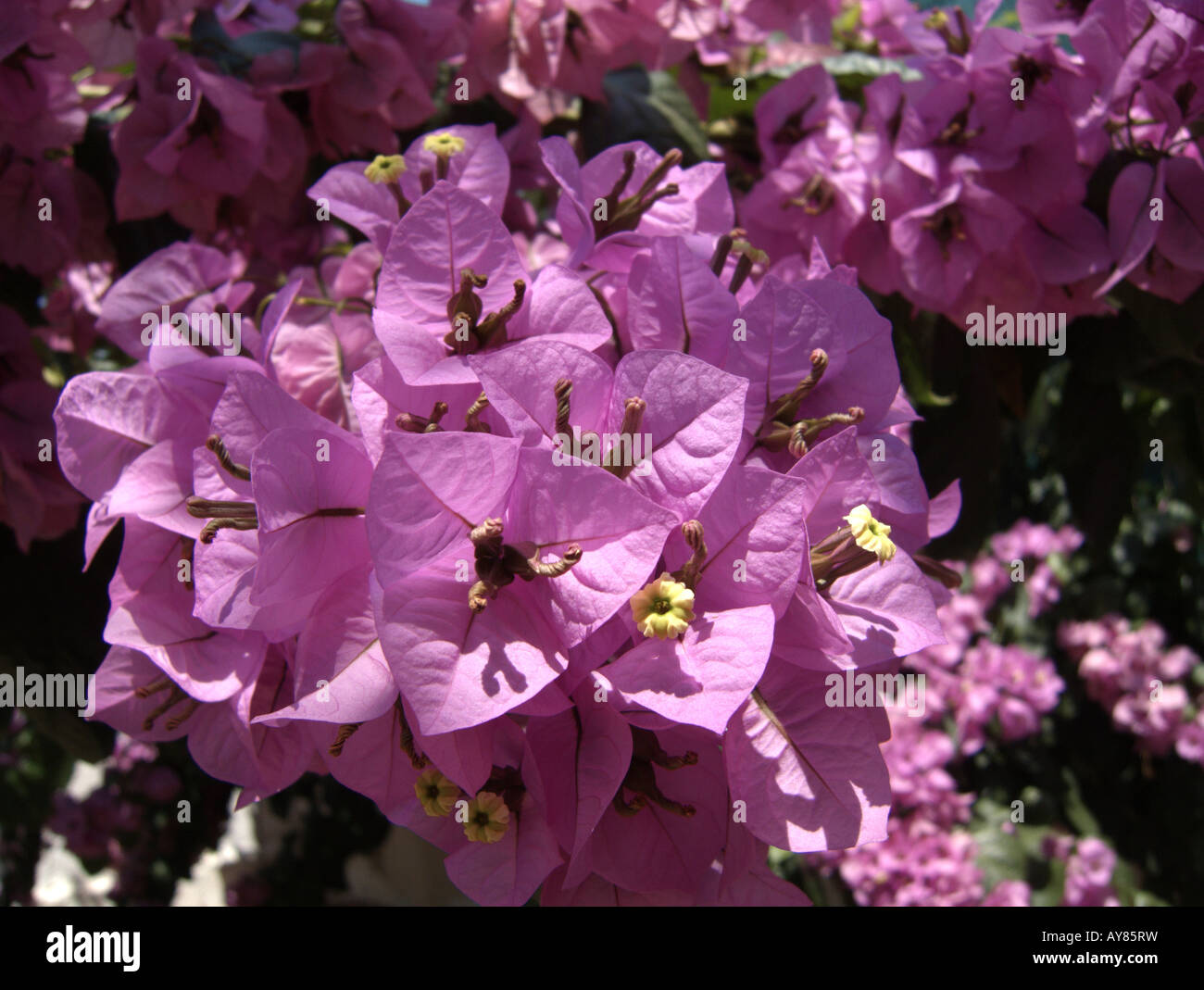 Purple bougainvillea (Bougainvillea spectabilis Stock Photo - Alamy