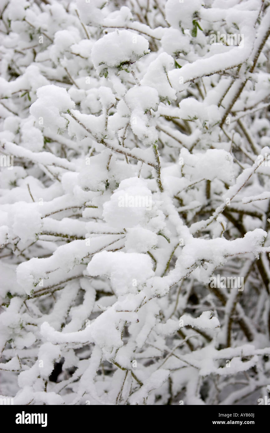 Snow covered bush Stock Photo - Alamy
