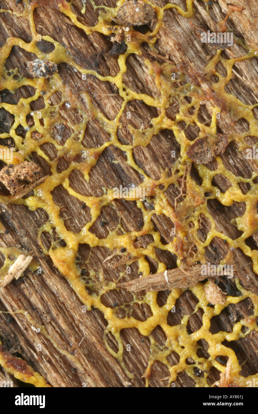 Plasmodial Slime Molds