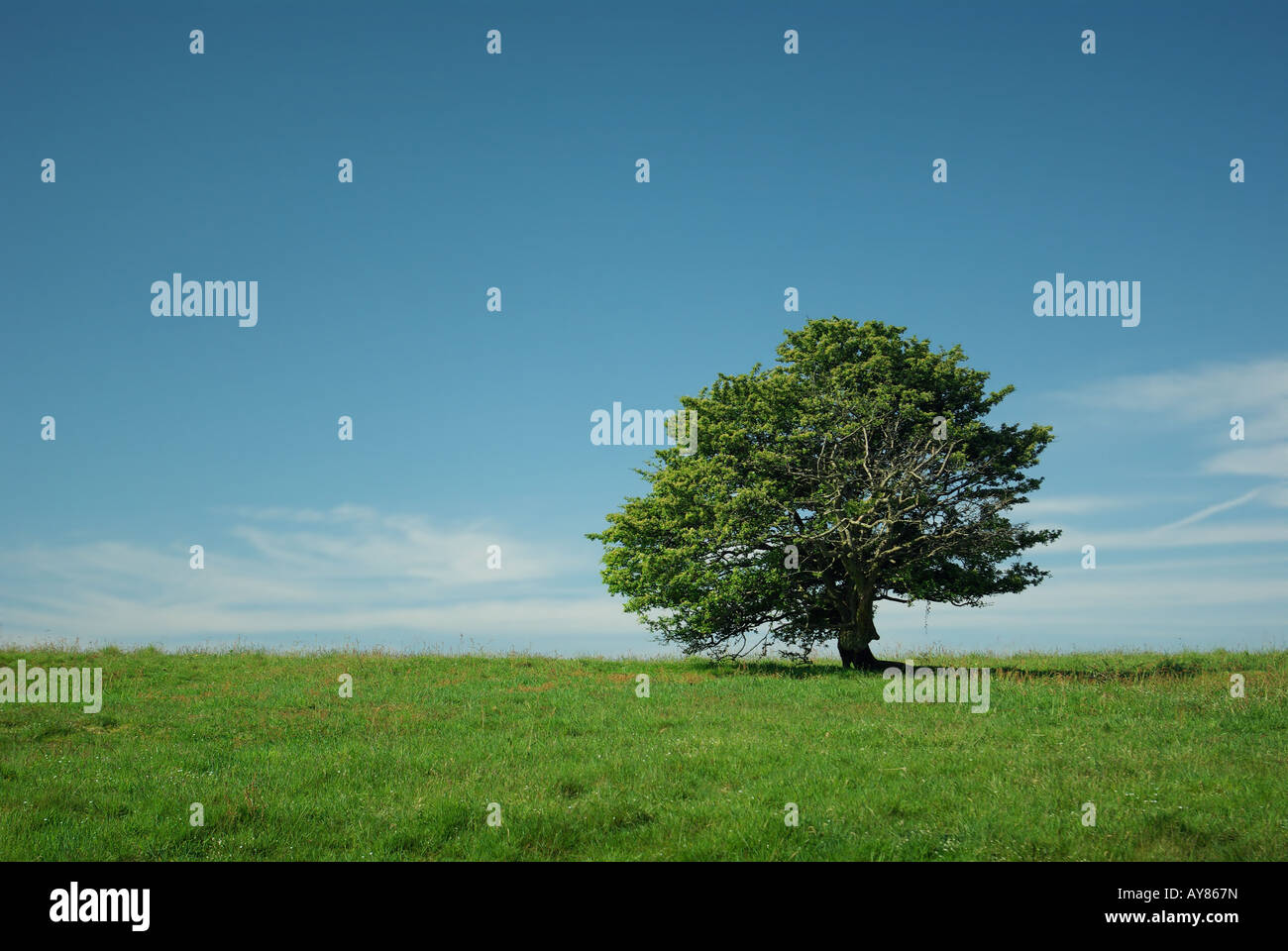 A single, bright green tree on a level, grassy horizon against a bright ...