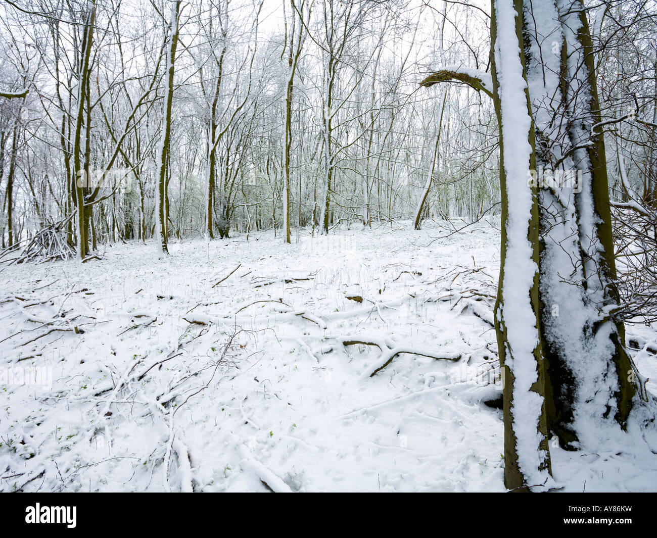 Snow in woods hi-res stock photography and images - Alamy