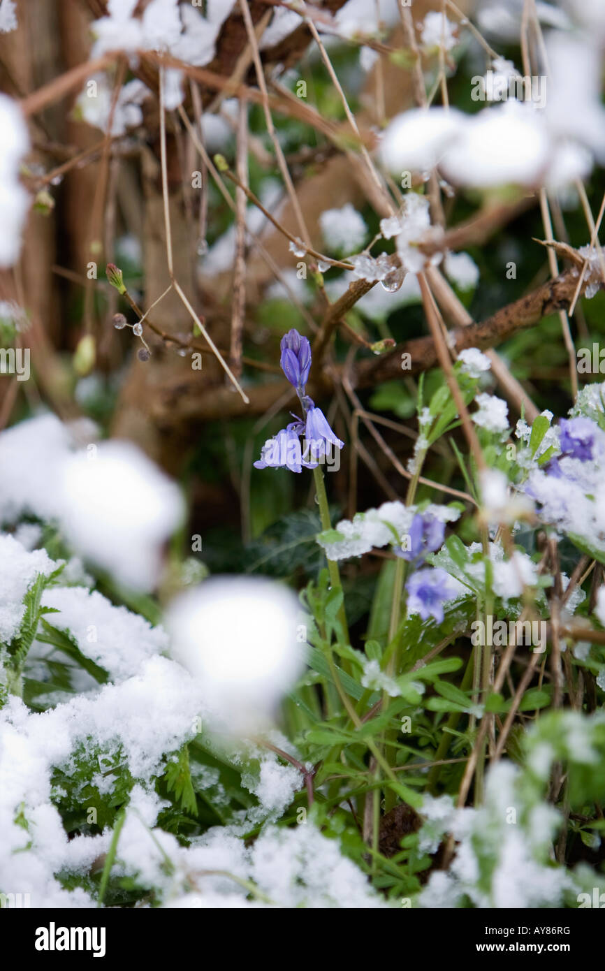 Sprinkling of snow hi-res stock photography and images - Alamy