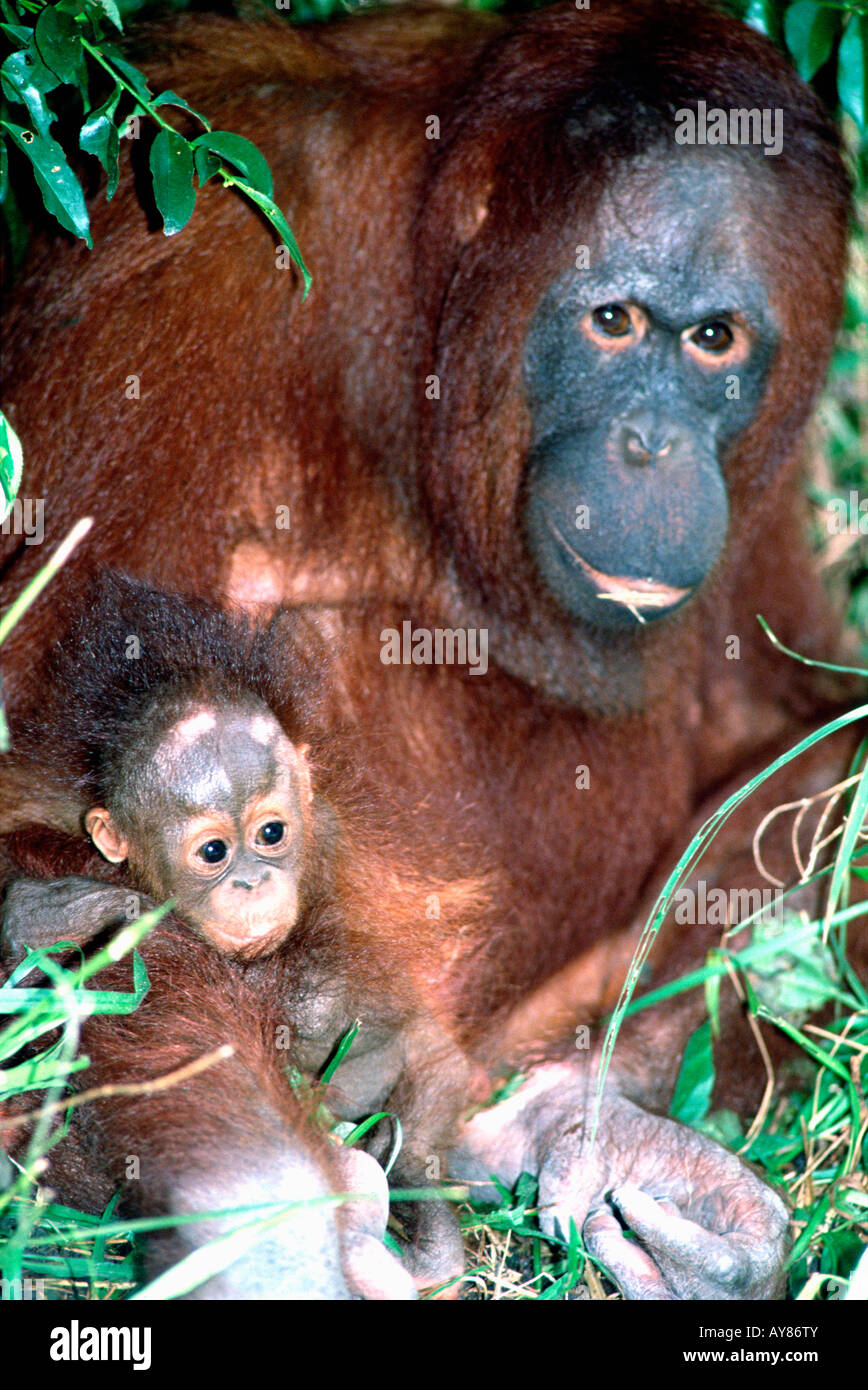 orangutan , orang utan , orang-utan , orang , orang outang , orang ...