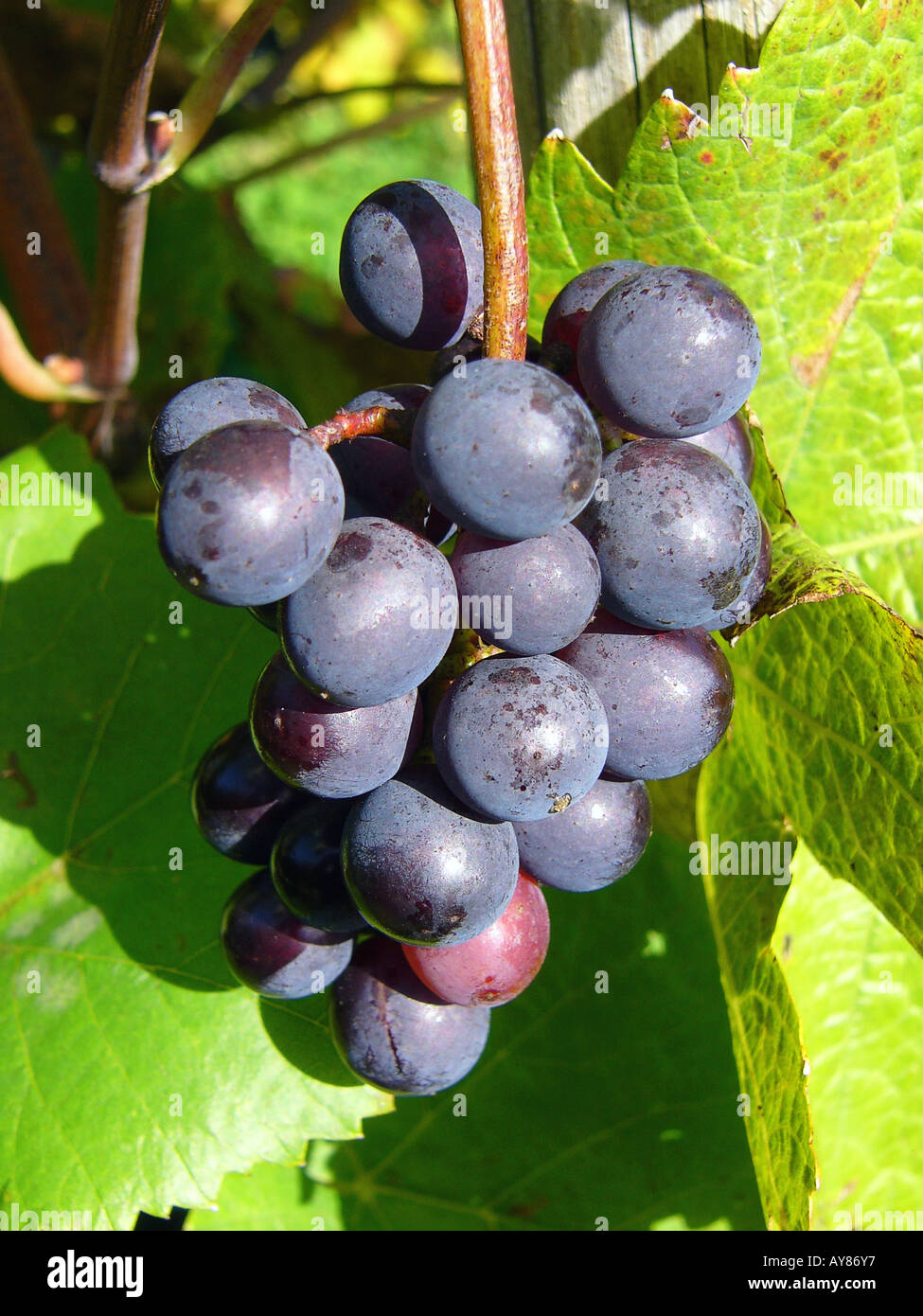 Round classico hi-res stock photography and images - Alamy