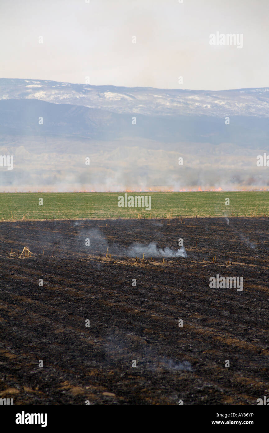 Field being burned for agricultural purposes Stock Photo - Alamy