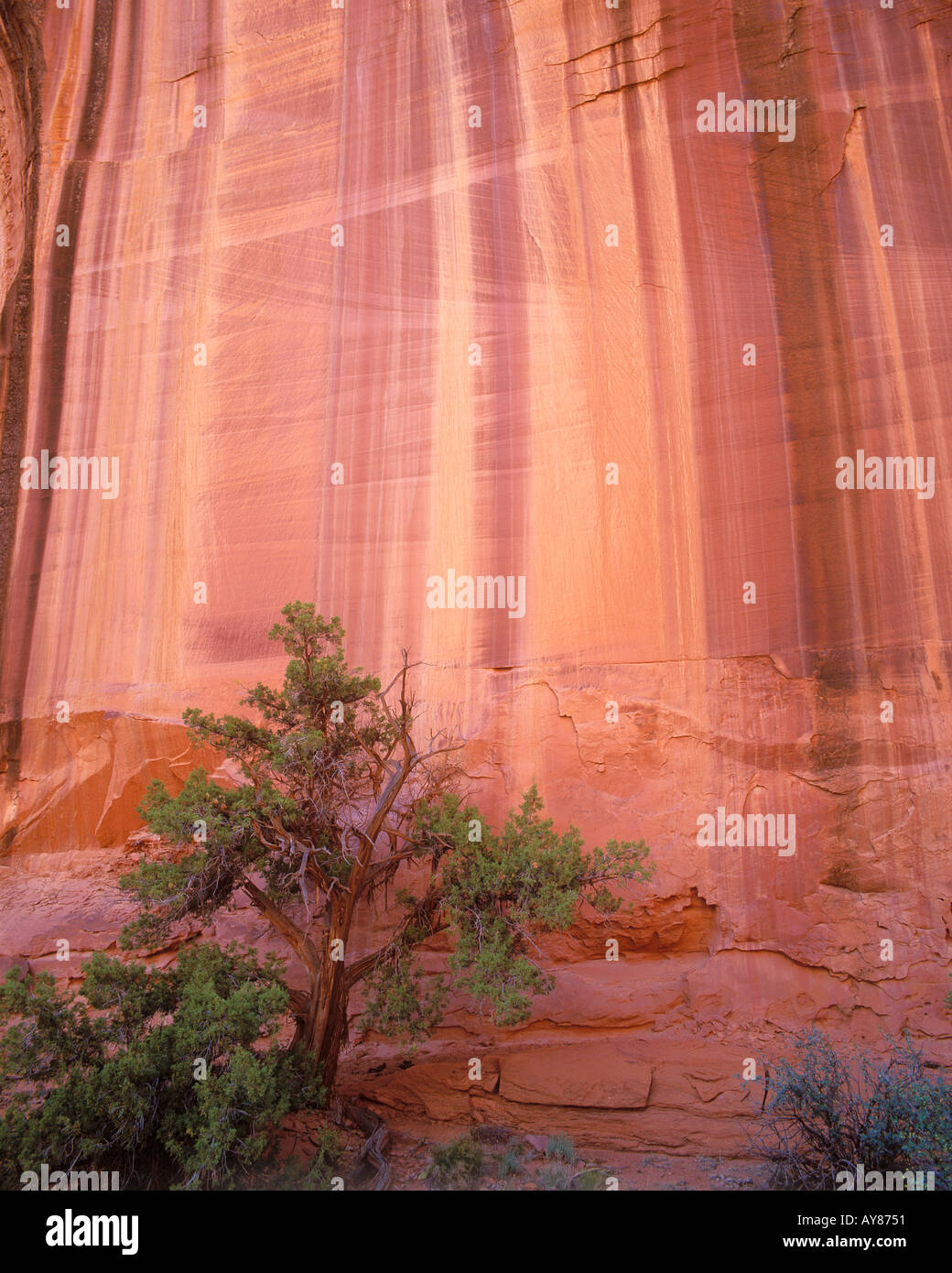 Reflected light on canyon wall and juniper tree Stock Photo - Alamy