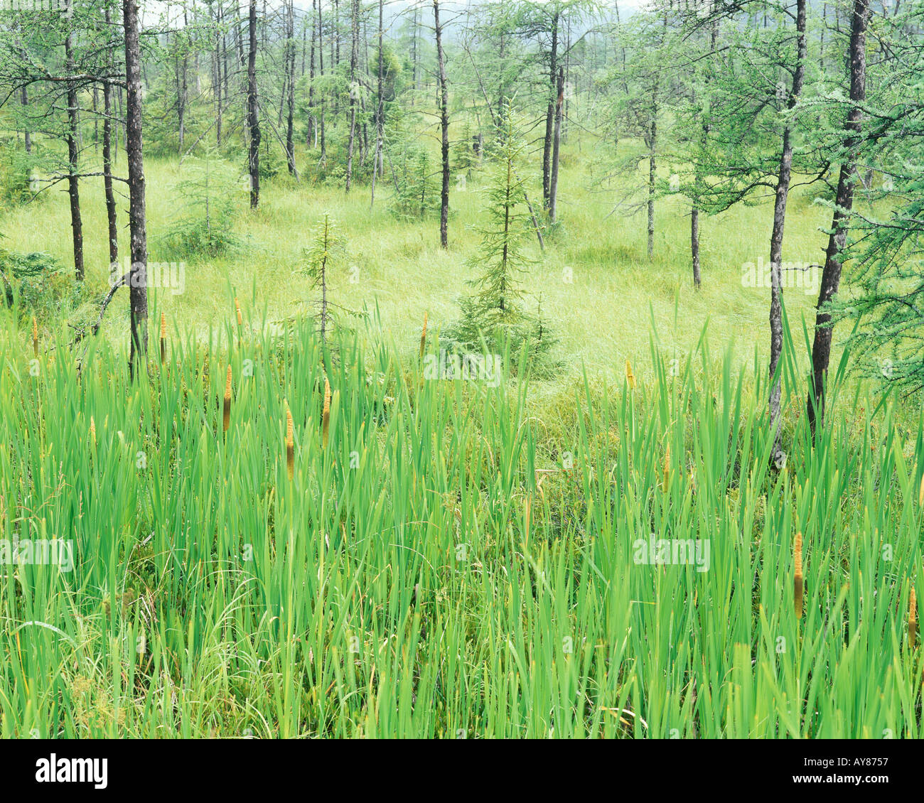 Mi marsh hi-res stock photography and images - Alamy