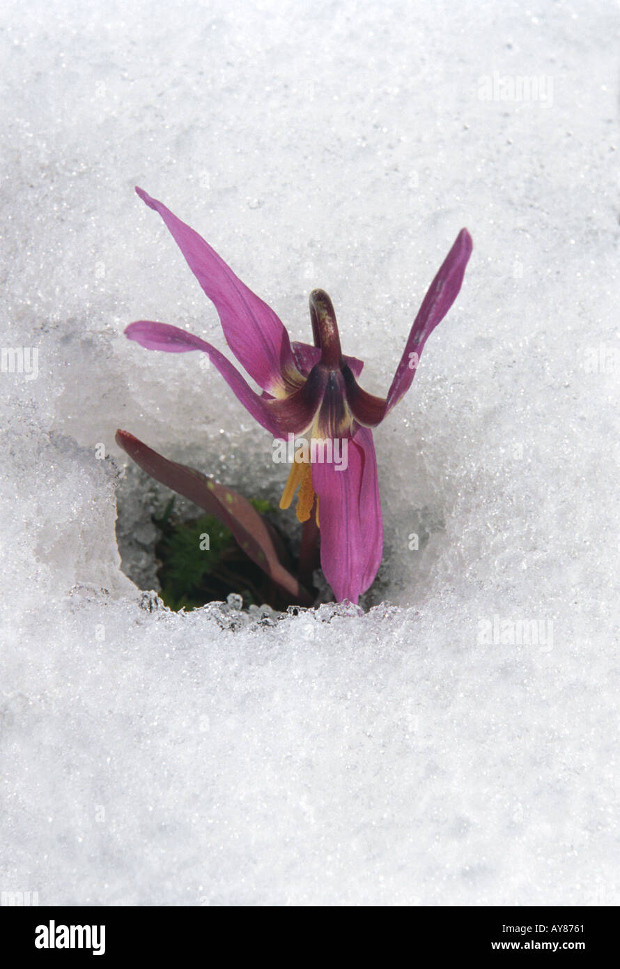 Wild Alpine Flower Dens Canis Erythronium pushing through the last year ...