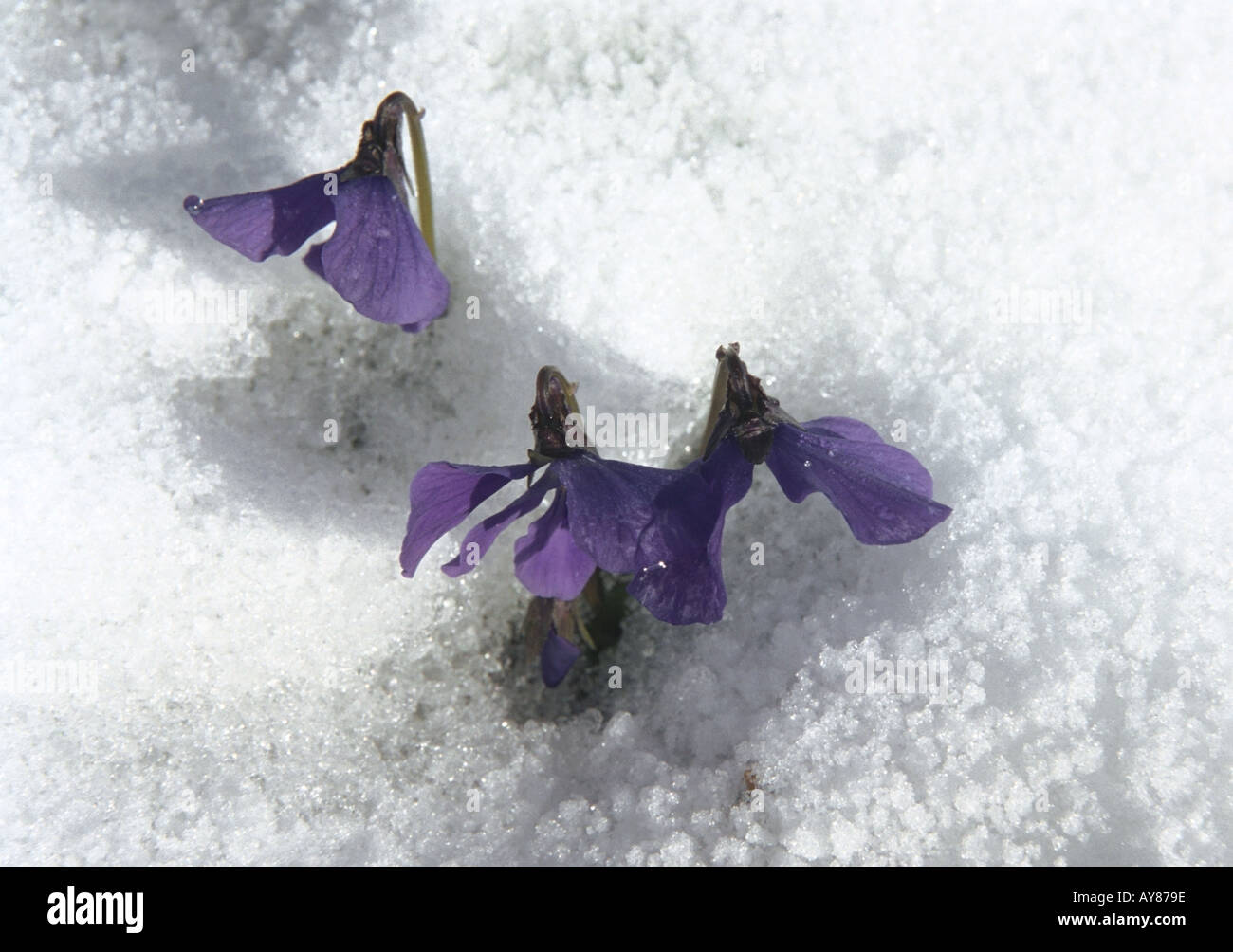 Dog Violet Viola flower pushing through the snow Altai Russia Stock ...