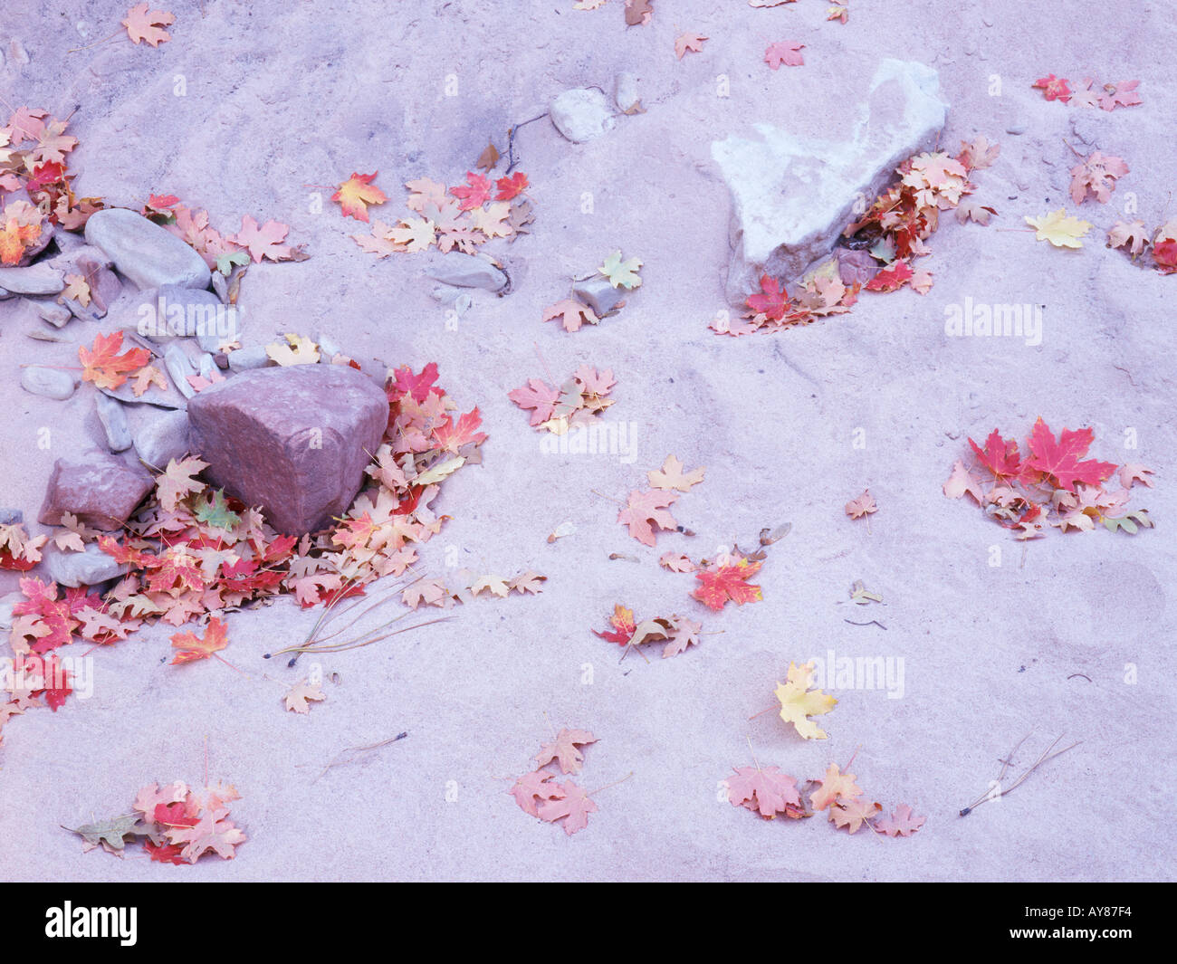 Sand streambed hi-res stock photography and images - Alamy