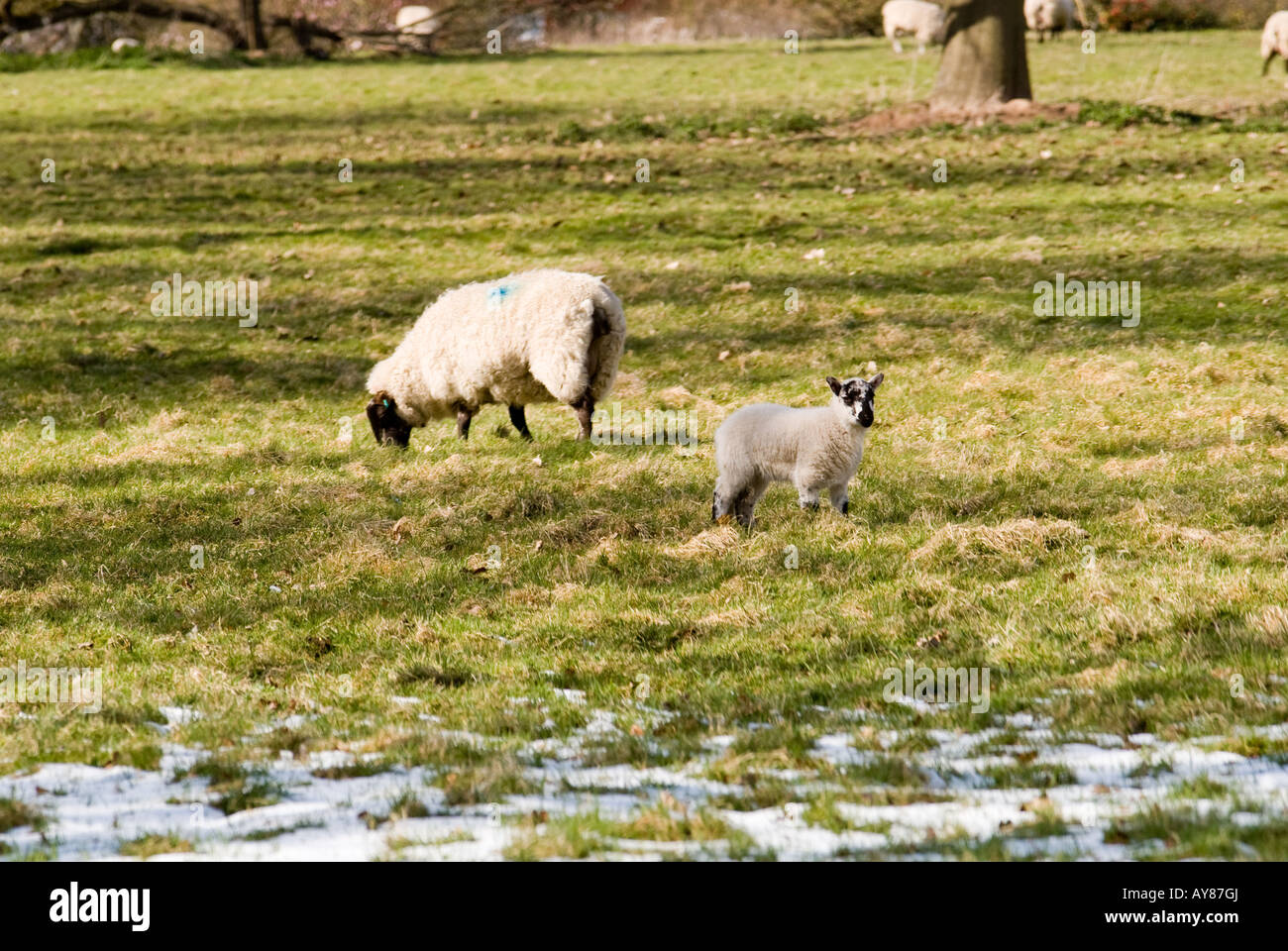 Little bit of snow hi-res stock photography and images - Alamy