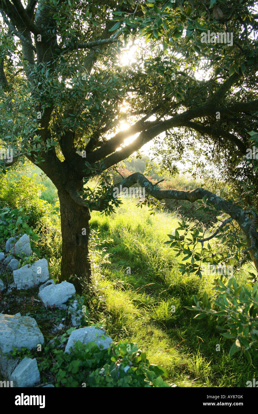 Tree bracnhes hi-res stock photography and images - Alamy