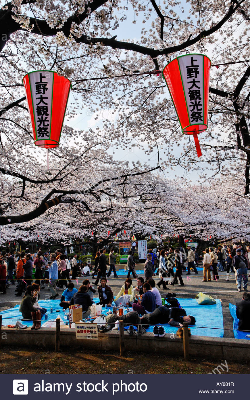 Cherry Blossom Tokyo High Resolution Stock Photography and Images - Alamy