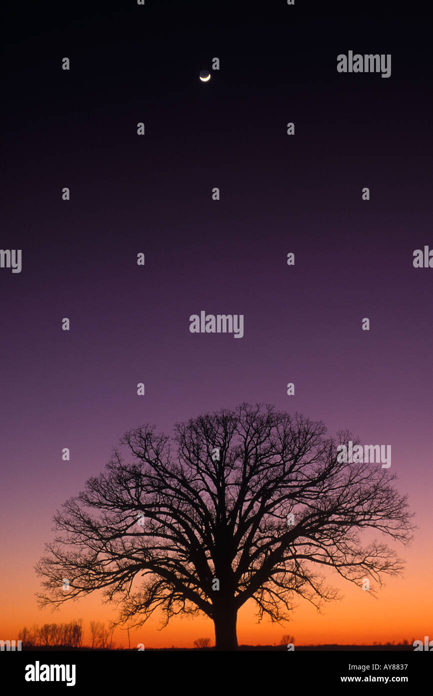 Champion burr oak and crescent moon at dusk Missouri River bottom Stock ...