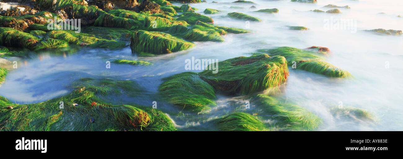 Waves washing over rocks and sea grass Stock Photo - Alamy