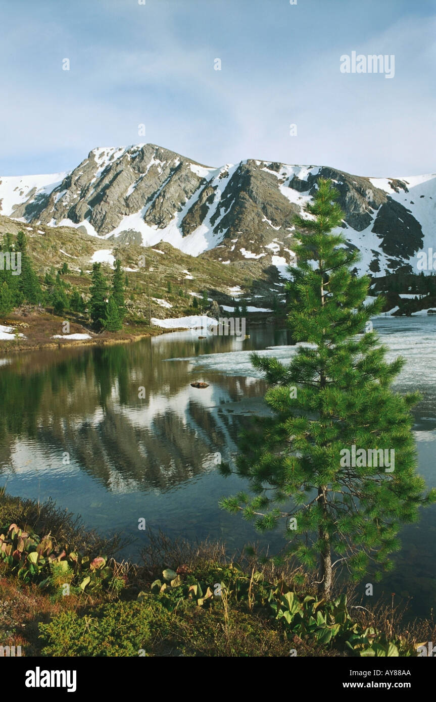Cedar tree at the karakol lake s shore Altai Russia Stock Photo - Alamy