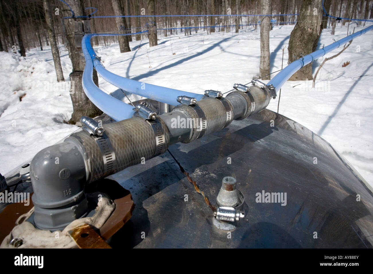 Modern maple sap collection methods are used here in production of ...