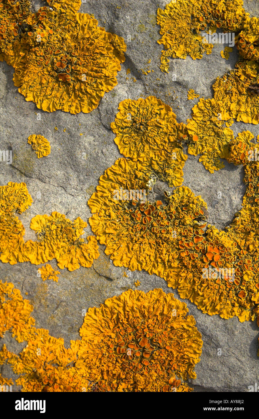 Lichen on stone wall, Llandudno, North Wales Stock Photo - Alamy