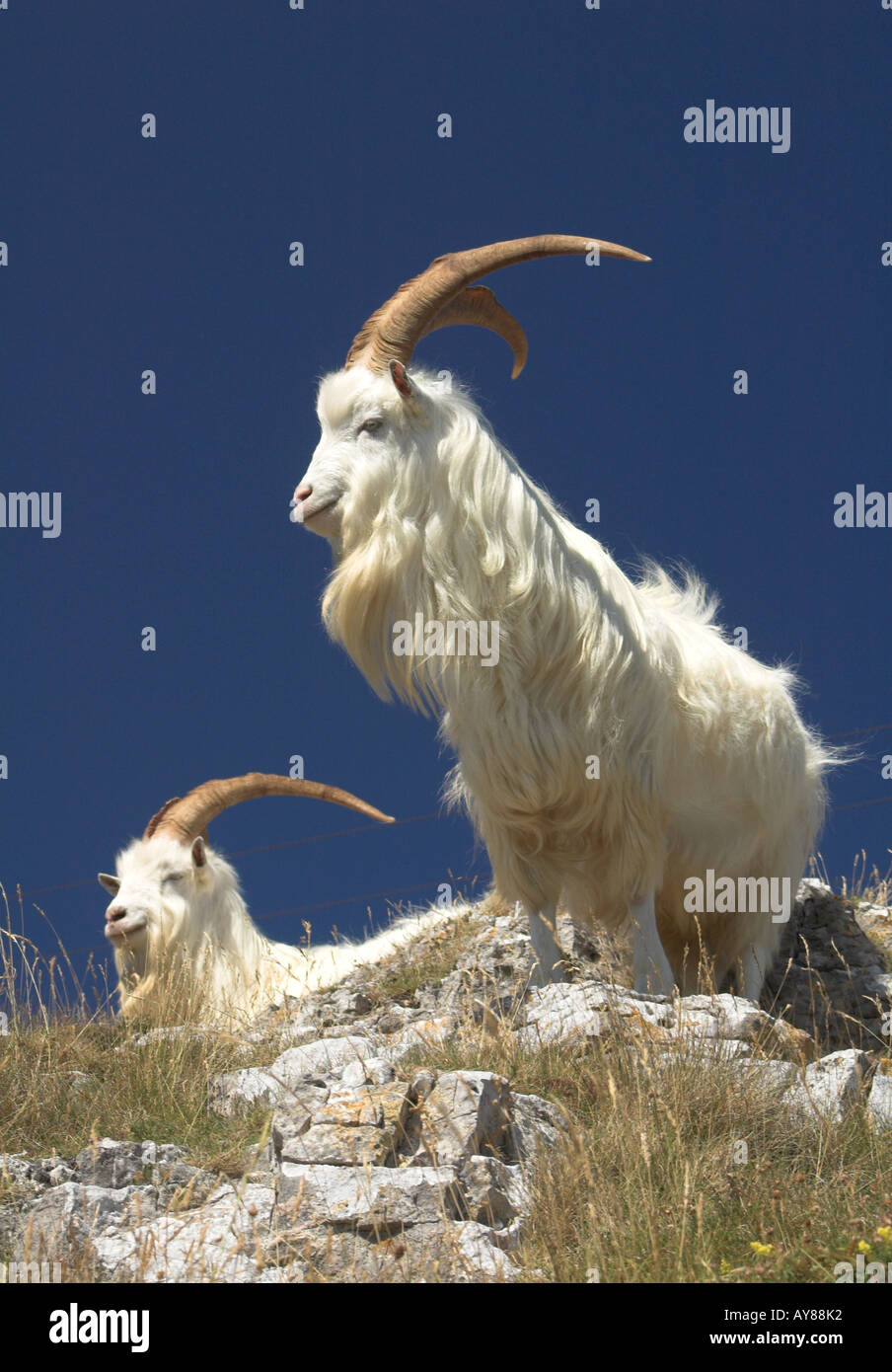 Kashmiri goat hi-res stock photography and images - Alamy