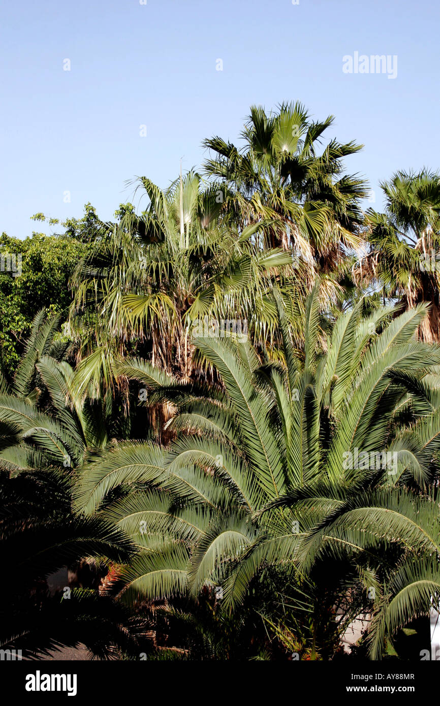 Large tropical shade tree hi-res stock photography and images - Alamy
