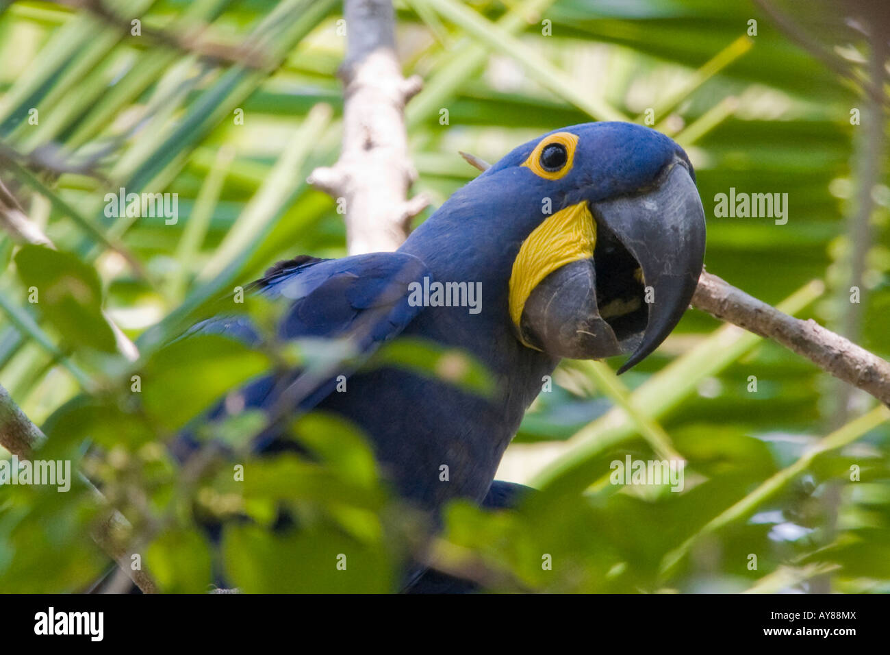 Hyacinth Macaw (Anodorhynchus hyacinthinus), endangered largest macaw ...