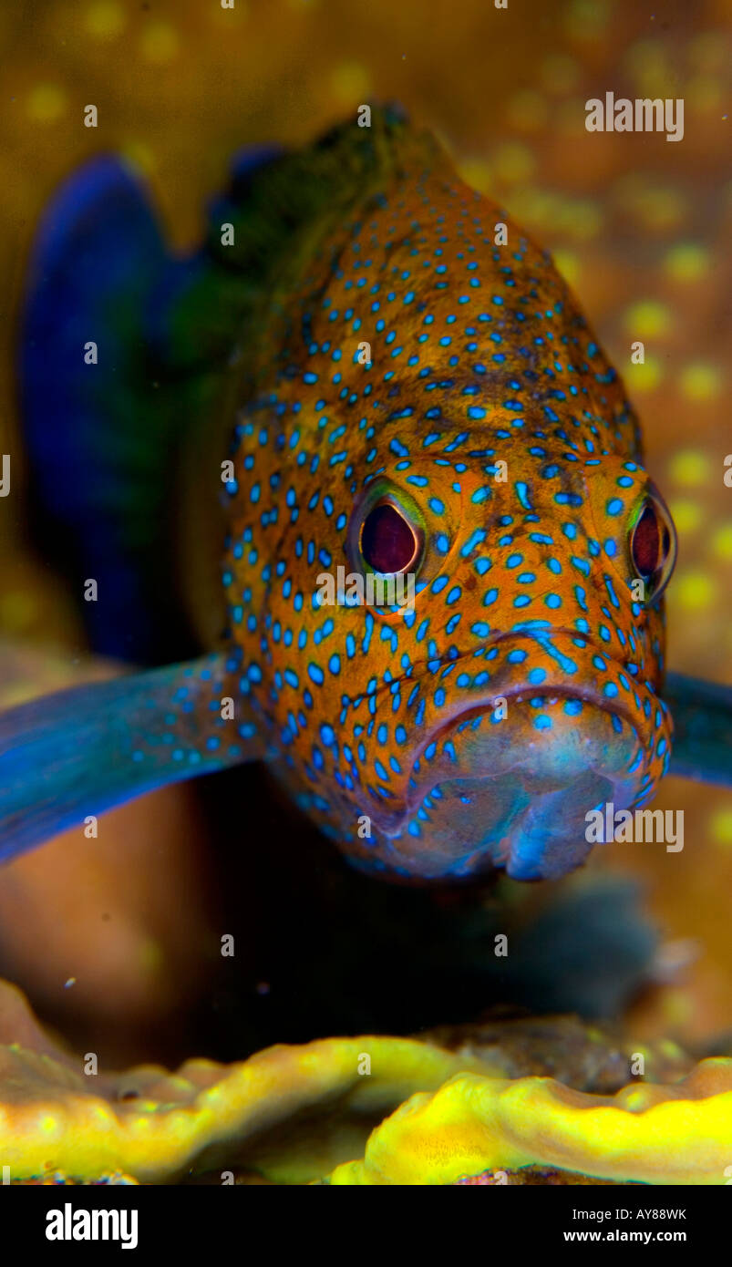 Grouper face from Papua New Guinea Stock Photo - Alamy