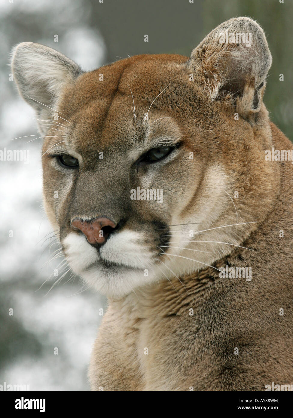 The head of a captive mountain lion, cougar, puma, panther, catamount ...