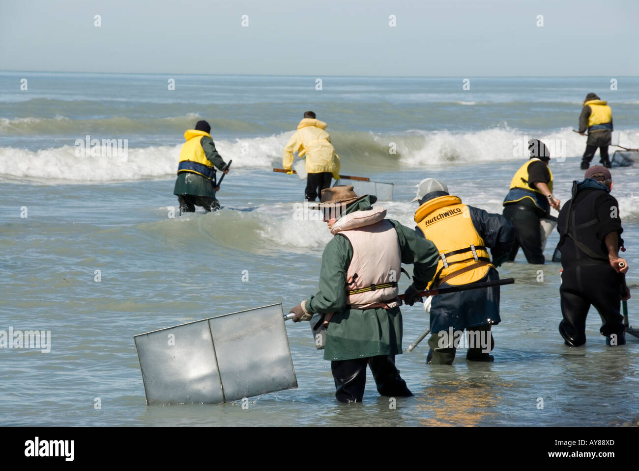 Whitebaiters working their nets at Rakaia Huts at the mouth of the ...