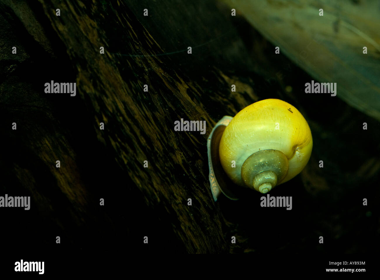 Snail shells yellow hi-res stock photography and images - Alamy