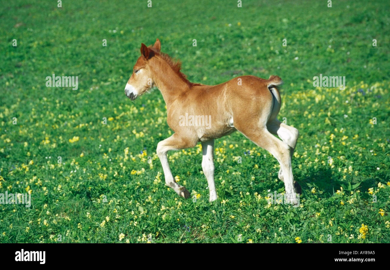 Running colt Altai Russia Stock Photo - Alamy