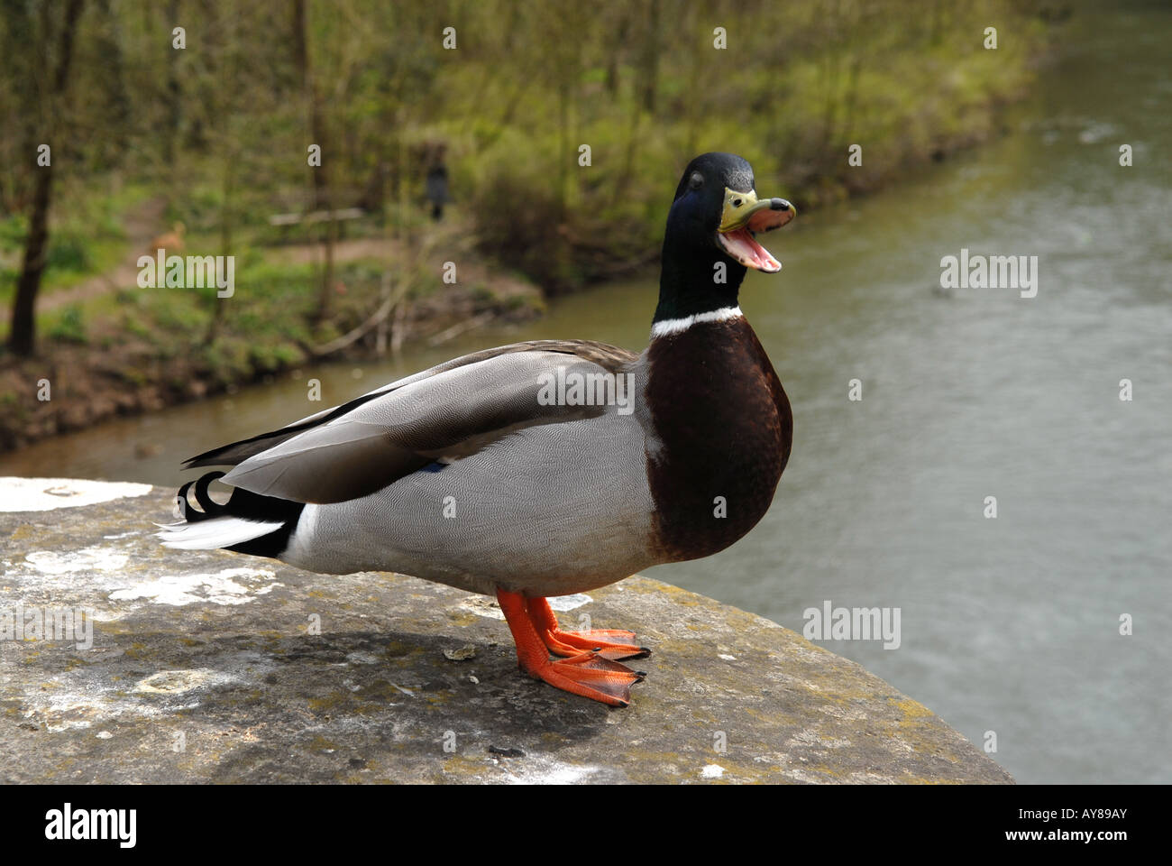 A male Mallard duck Stock Photo - Alamy