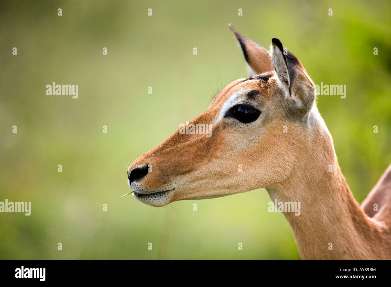 Female Impala buck Stock Photo - Alamy