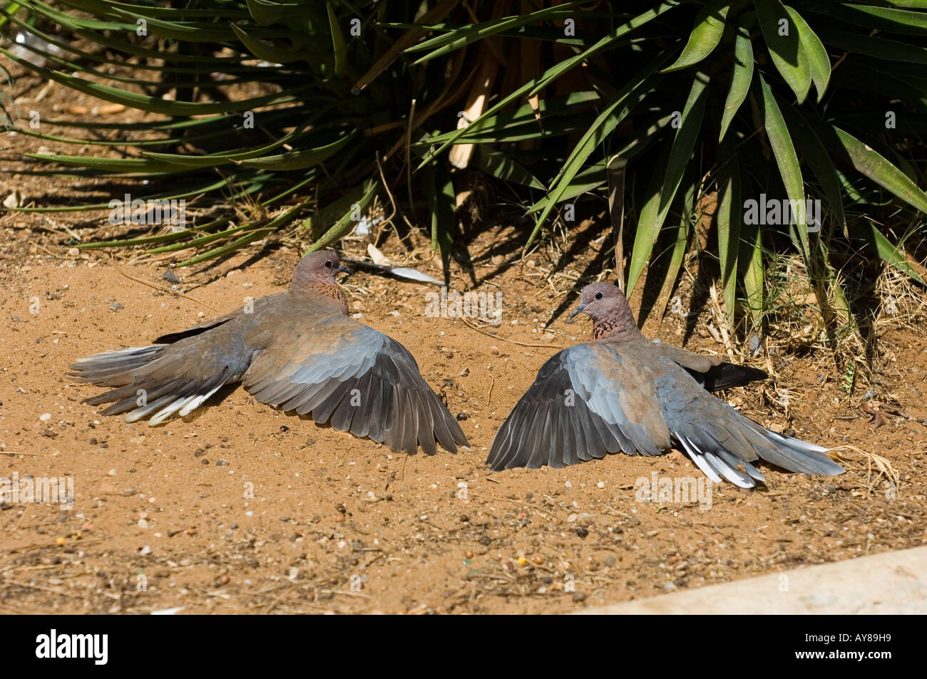 Ringneck dove hi-res stock photography and images - Alamy