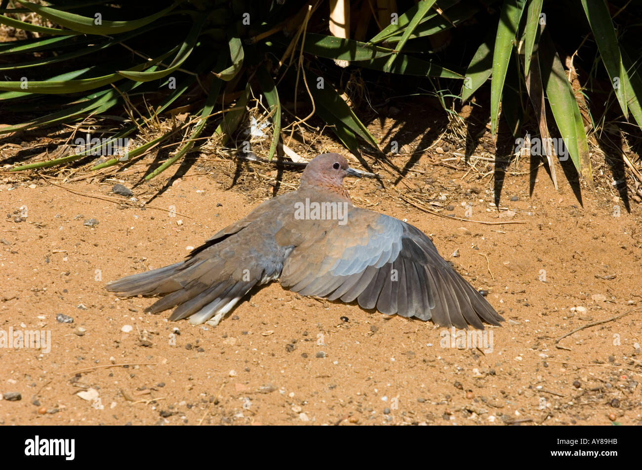 Ringneck dove hi-res stock photography and images - Alamy
