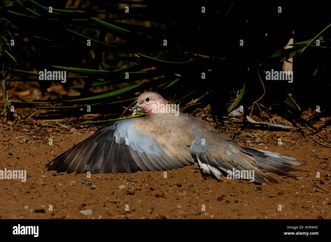 Ringneck dove hi-res stock photography and images - Alamy