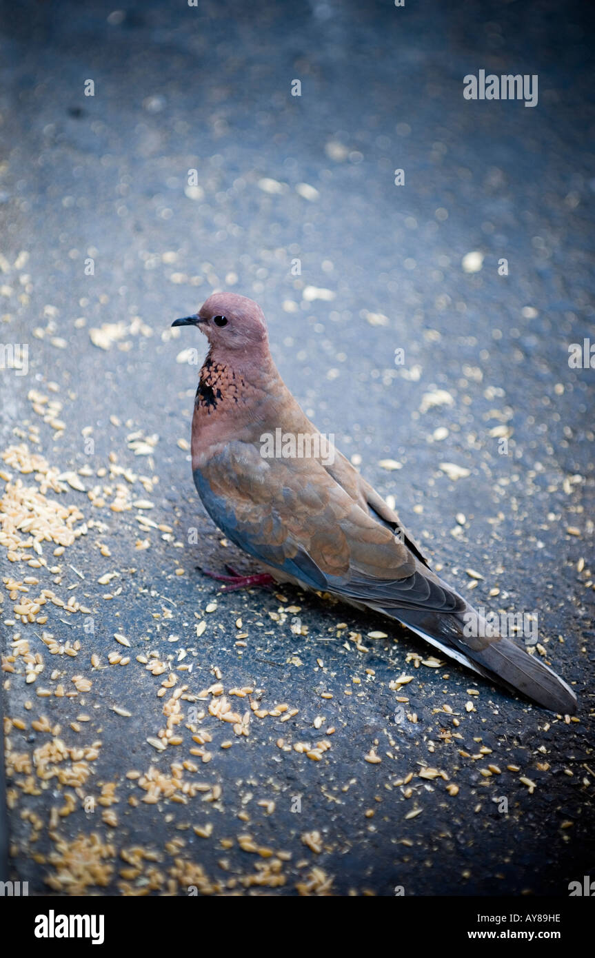 Ringneck dove hi-res stock photography and images - Alamy