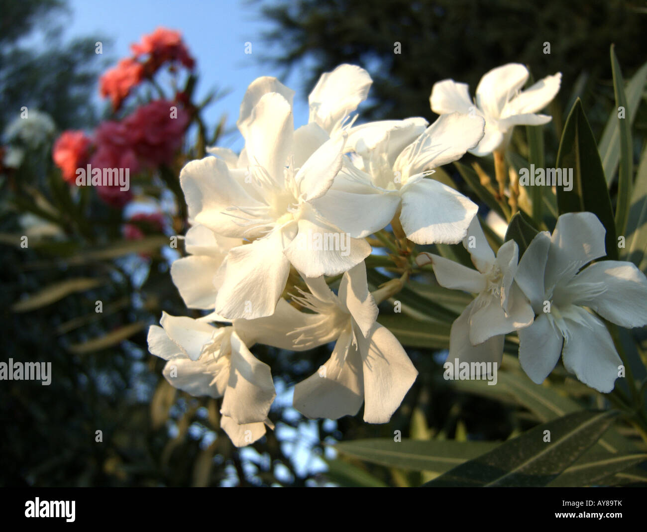 White and pink Oleander Nerium oleander Stock Photo - Alamy