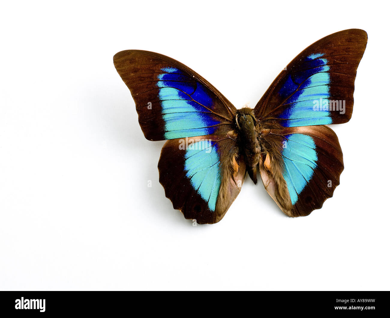 Dancing butterfly Cut Out Stock Images & Pictures - Alamy