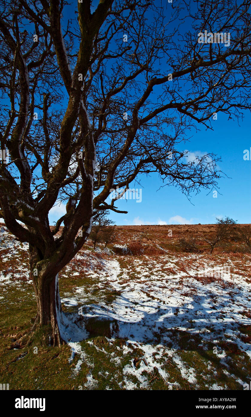 A twisted tree in winter with the remnants of snow on the ground The ...