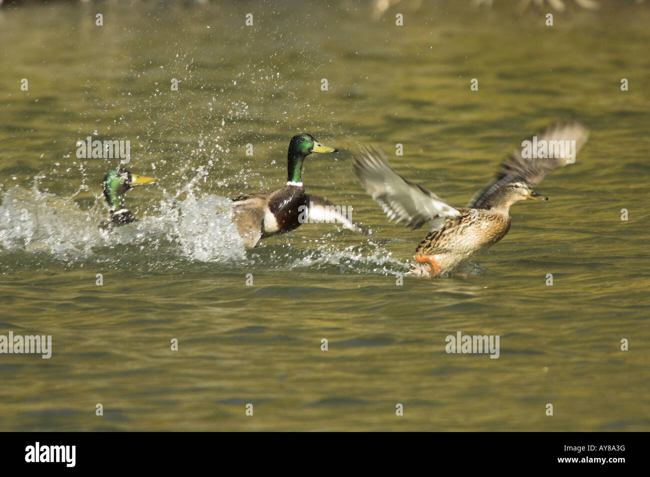 Males chasing female hi-res stock photography and images - Alamy
