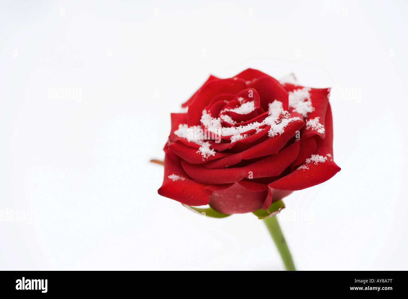 Single red rose covered in snow on white Stock Photo - Alamy