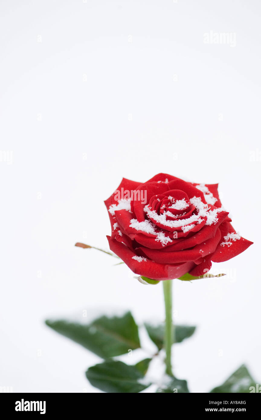 Single red rose covered in snow on white Stock Photo - Alamy