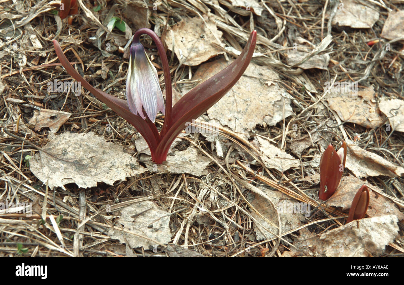 Wild Alpine Flower Dens Canis Erythronium pushing through the last year ...
